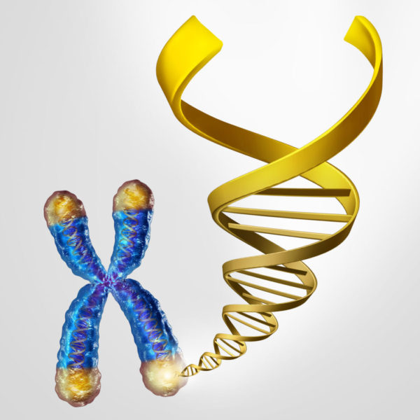Why Are Telomeres Important And What Are They Longevity By Nature
