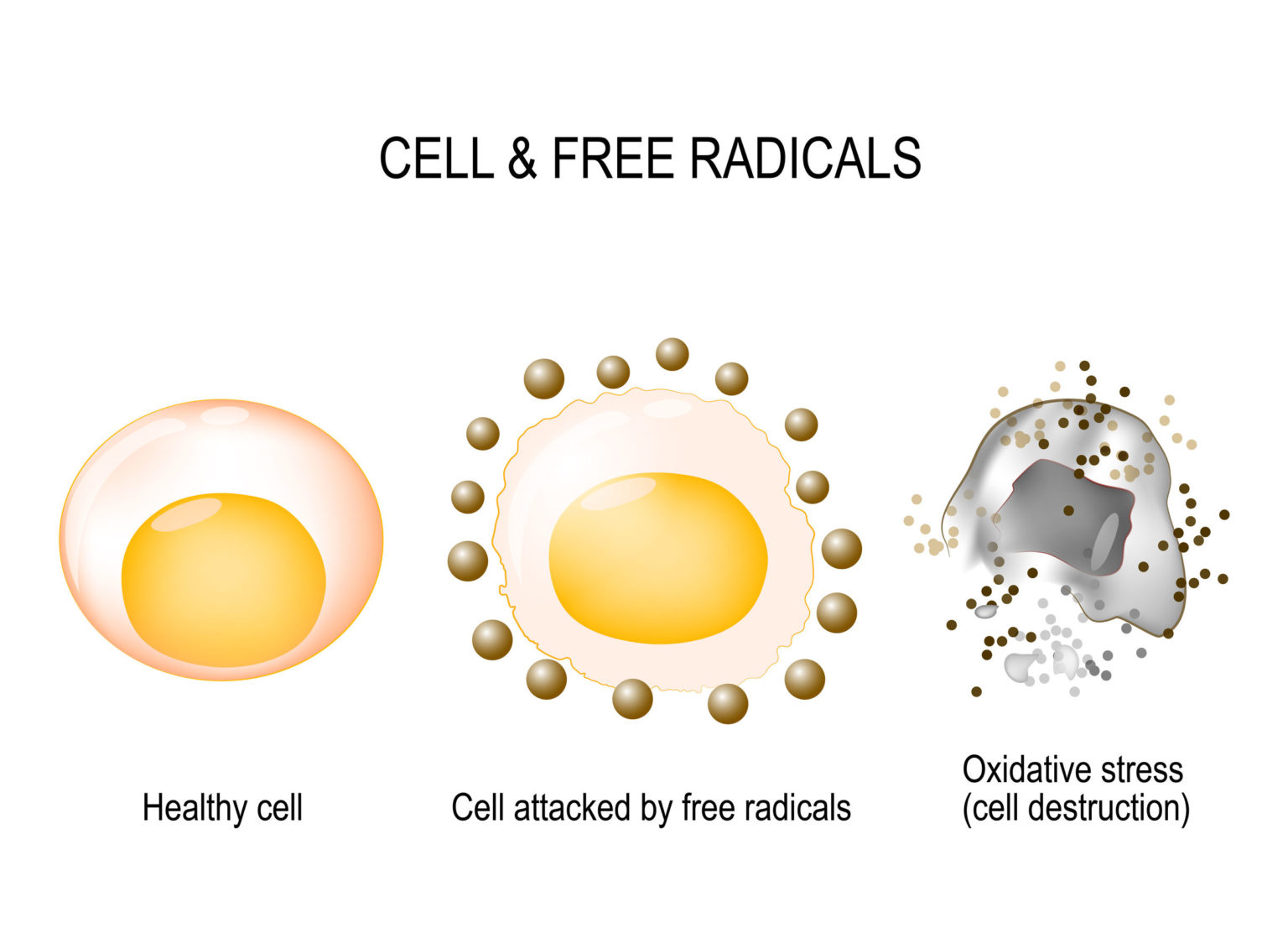 What are Free Radicals & Are They Harmful?