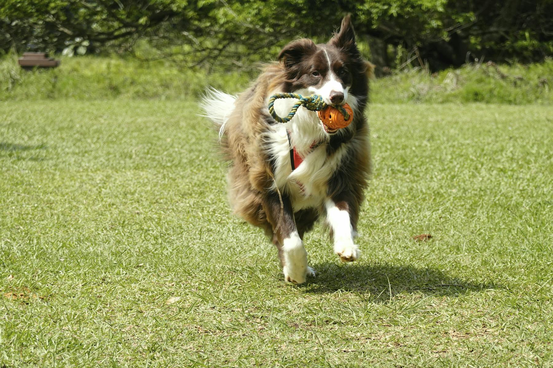 ArthroGuard: Natural Joint Health Support for Pets - Longevity By Nature
